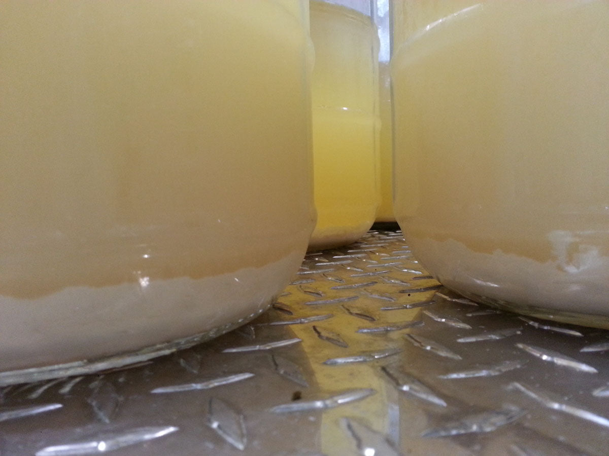 What Are 'Lees' in Winemaking? – Brewsy